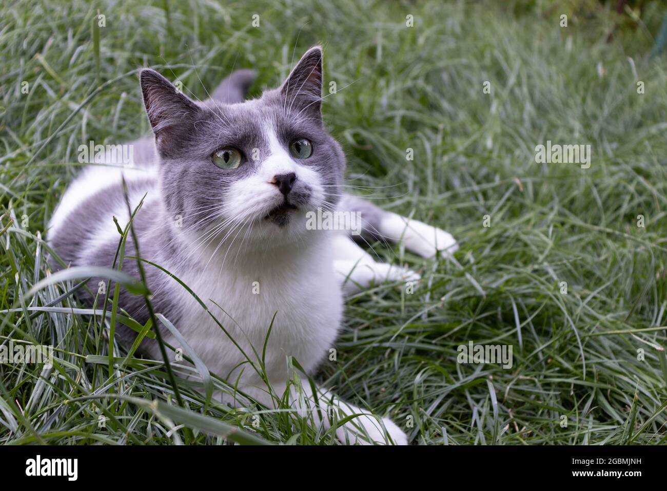 Scared cat in green grass. Domestic cat outdoor Stock Photo - Alamy