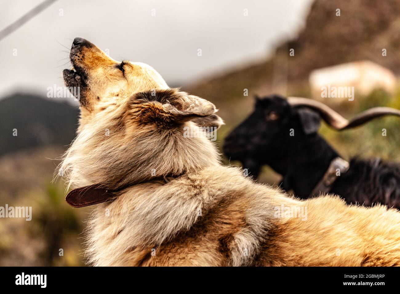 dog watching out Stock Photo - Alamy