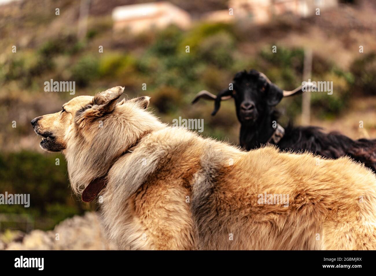 dog watching out Stock Photo - Alamy