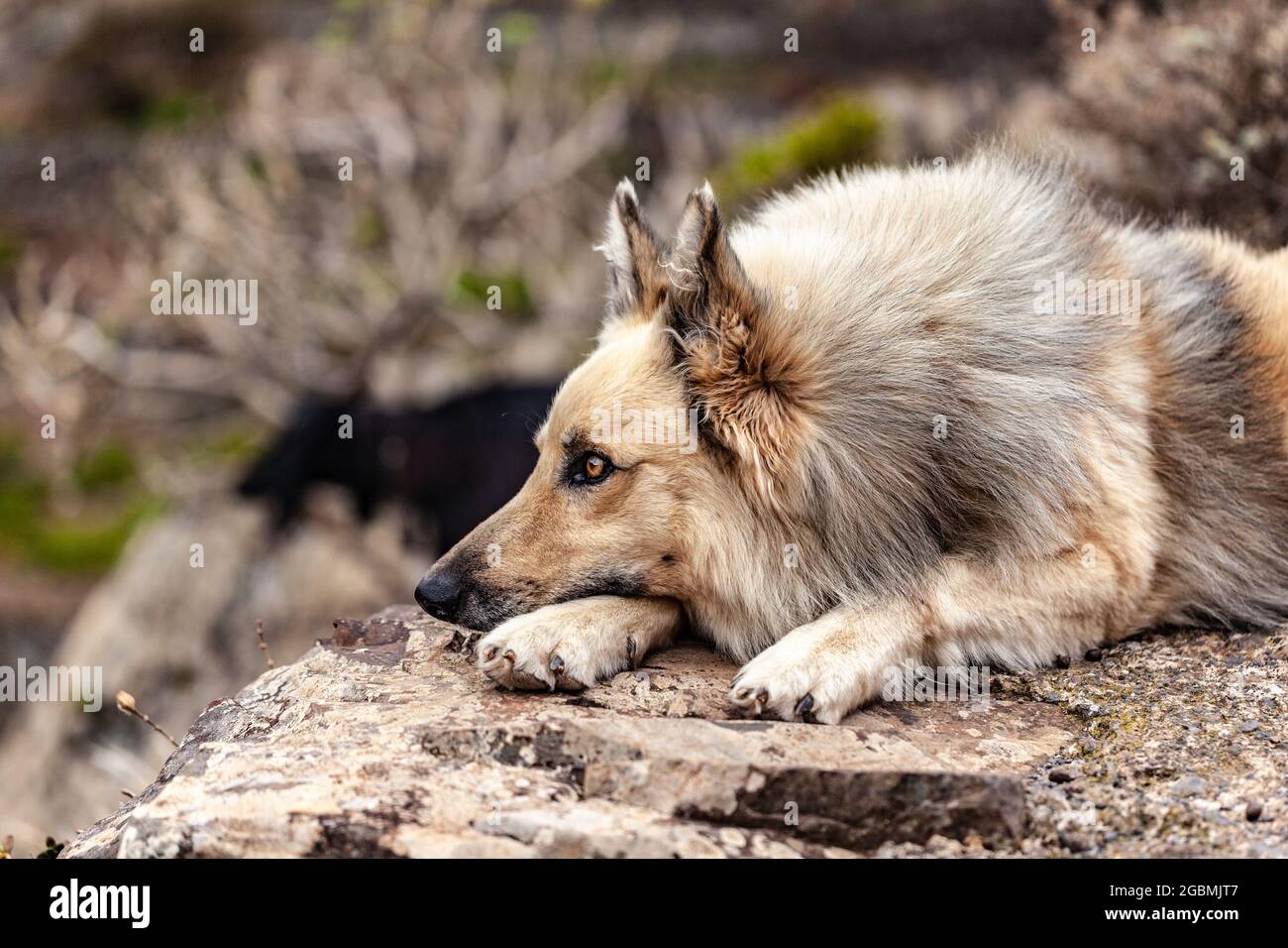 dog watching out Stock Photo - Alamy