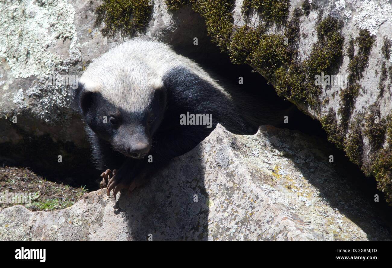 Closeup portrait of Honey Badger (Mellivora capensis) climbing out of ...