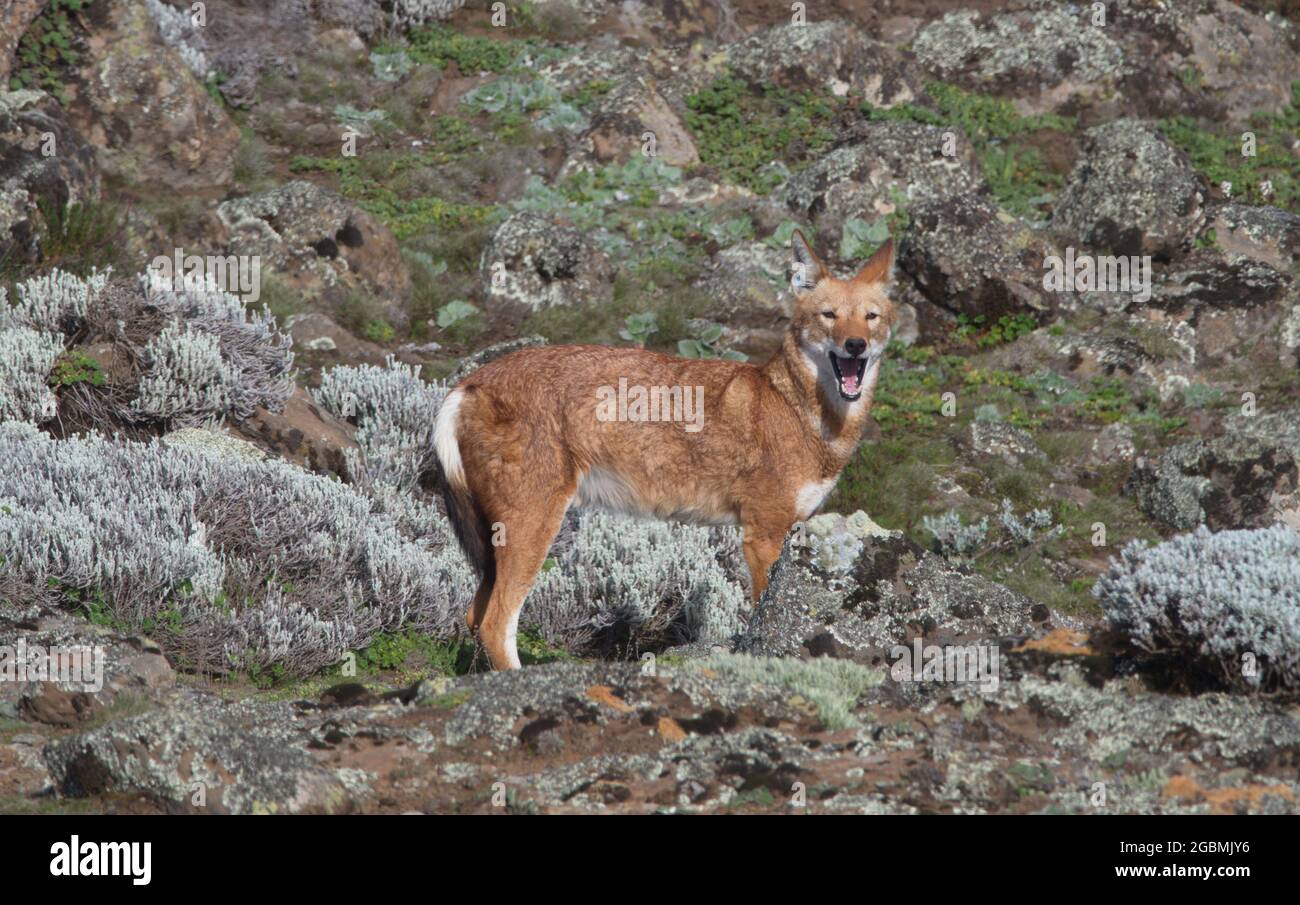 Howling group of wolves hi-res stock photography and images - Alamy