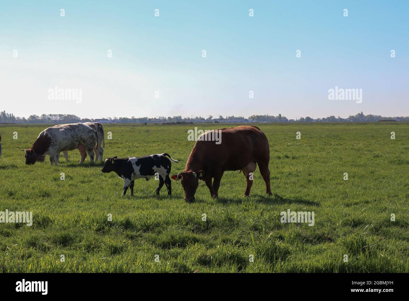 Healthy cows hi-res stock photography and images - Alamy