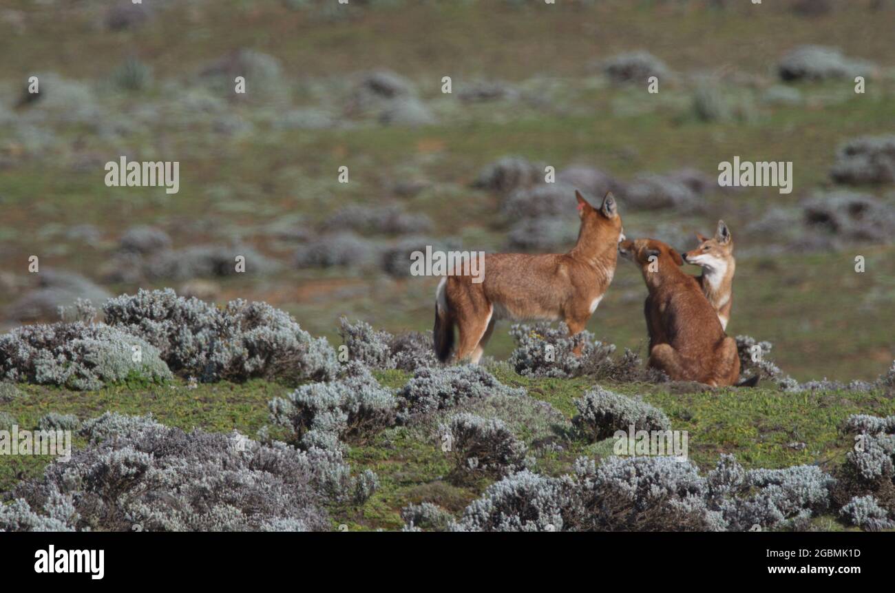 Simien fox hi-res stock photography and images - Alamy