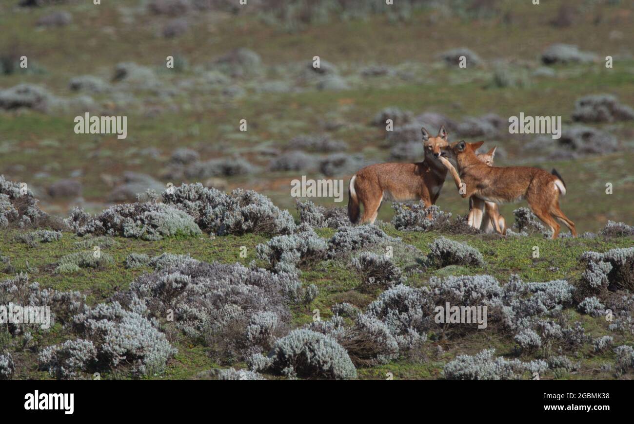 Simien fox hi-res stock photography and images - Alamy