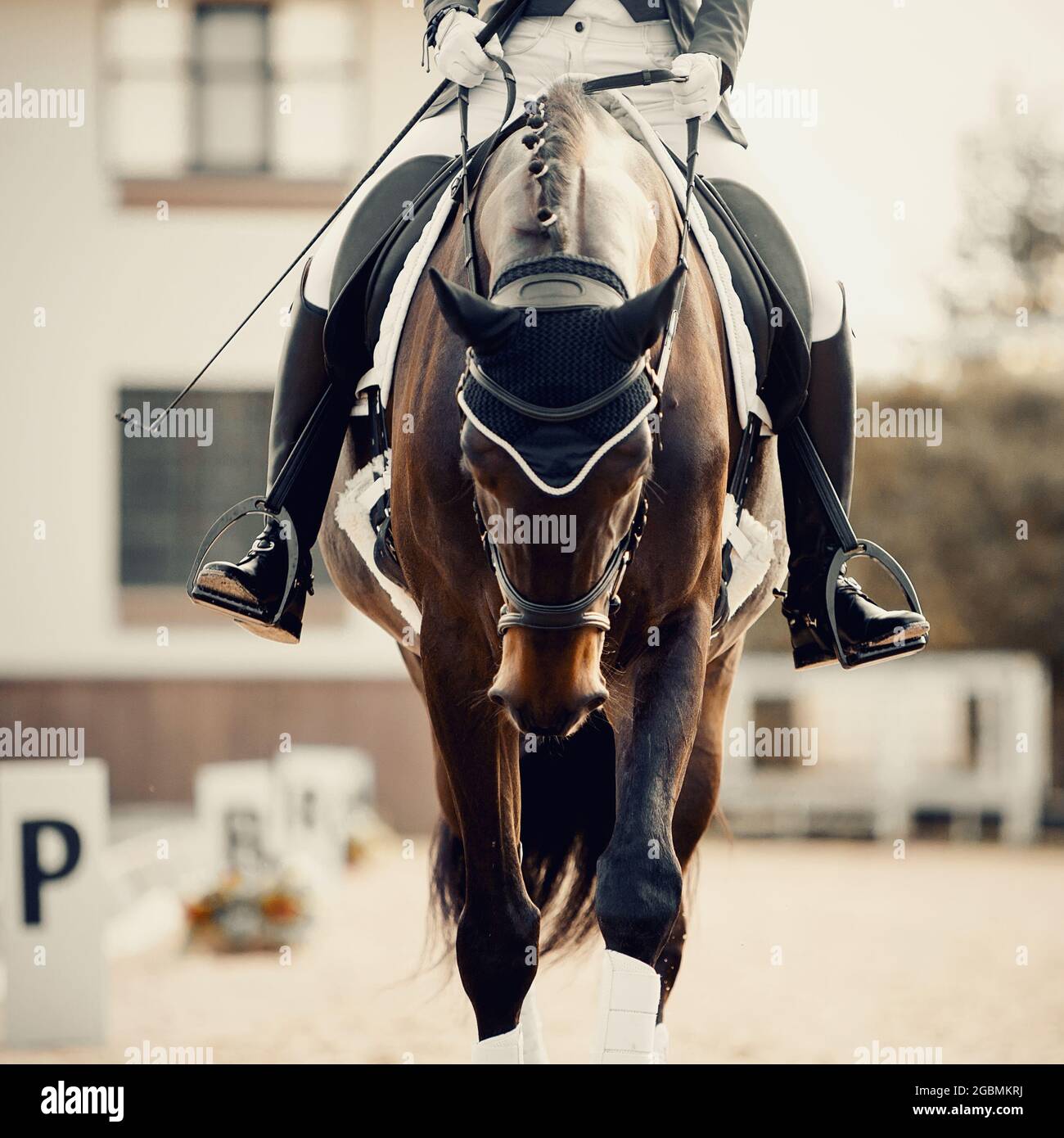 Nose hor hi-res stock photography and images - Alamy