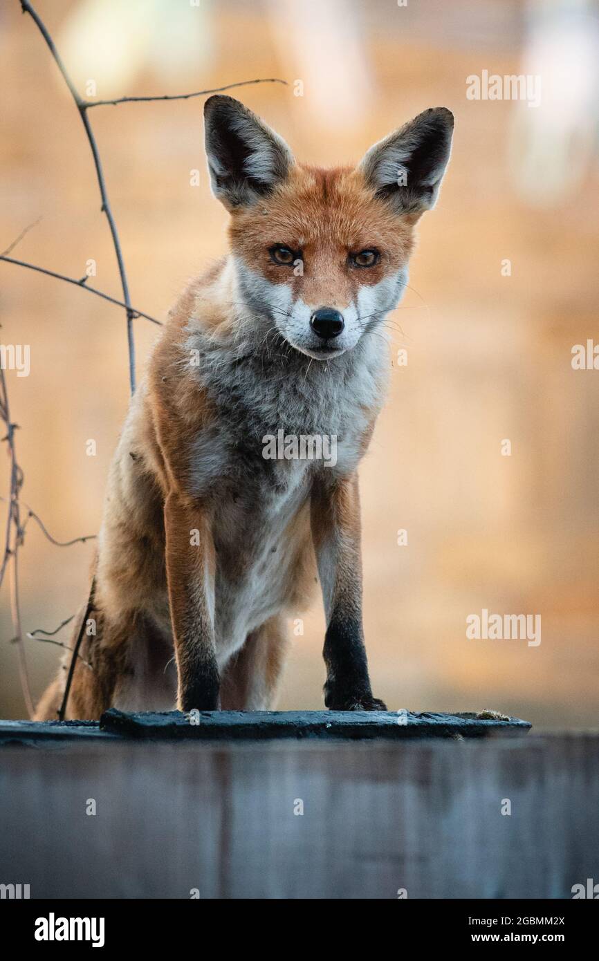 Vertical shot of a cunning fox Stock Photo - Alamy