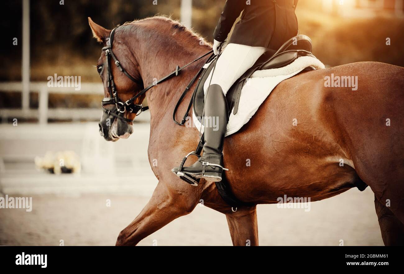 Equestrian sport.The leg of the rider in the stirrup, riding on a red ...
