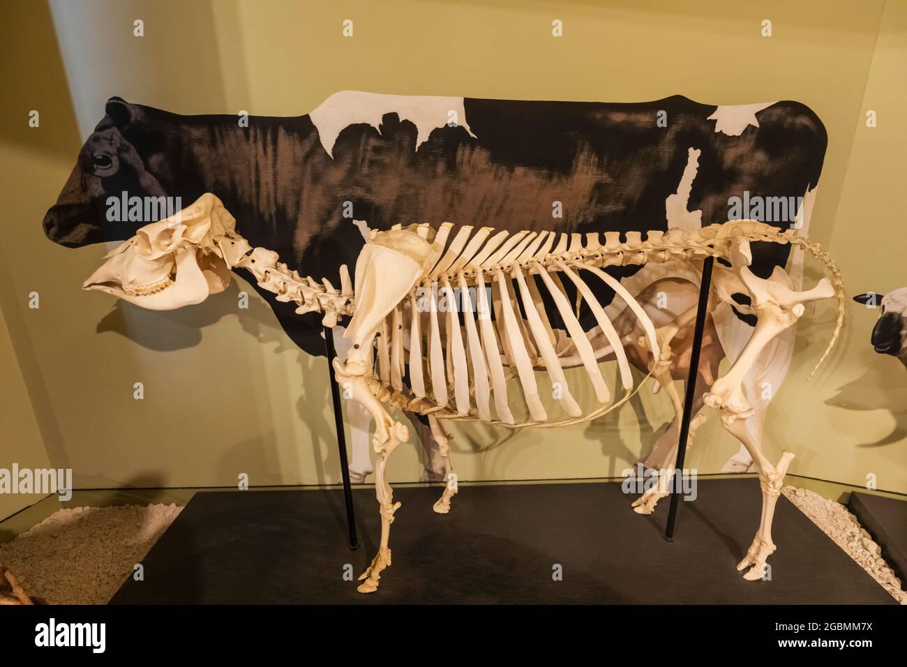 England, Hampshire, Andover, Andover Museum and Museum of the Iron Age ...