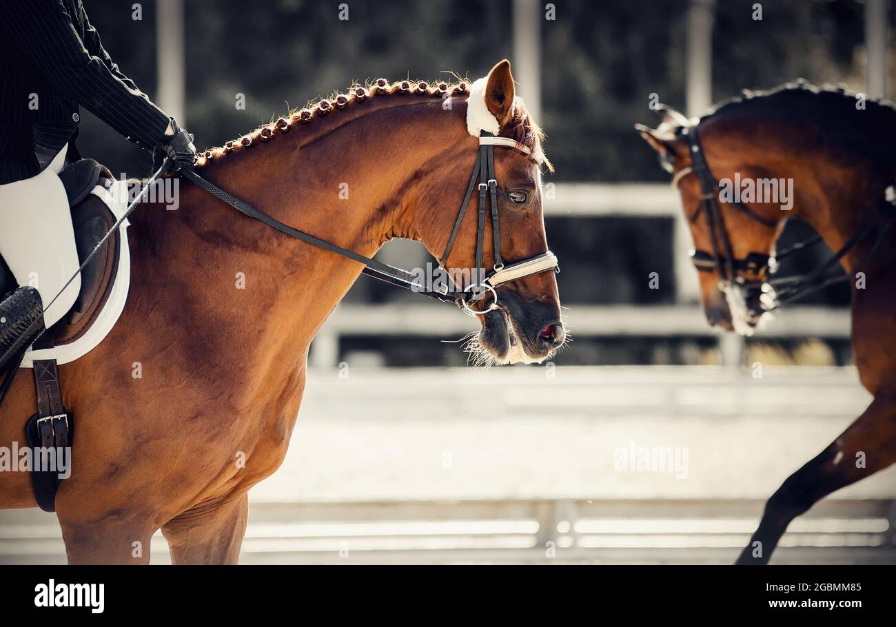 Equestrian sport.The leg of the rider in the stirrup, riding on a horse ...