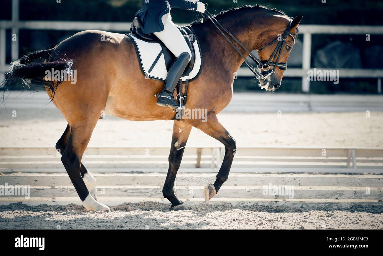 Equestrian sport. The leg of the rider in the stirrup, riding on a red ...