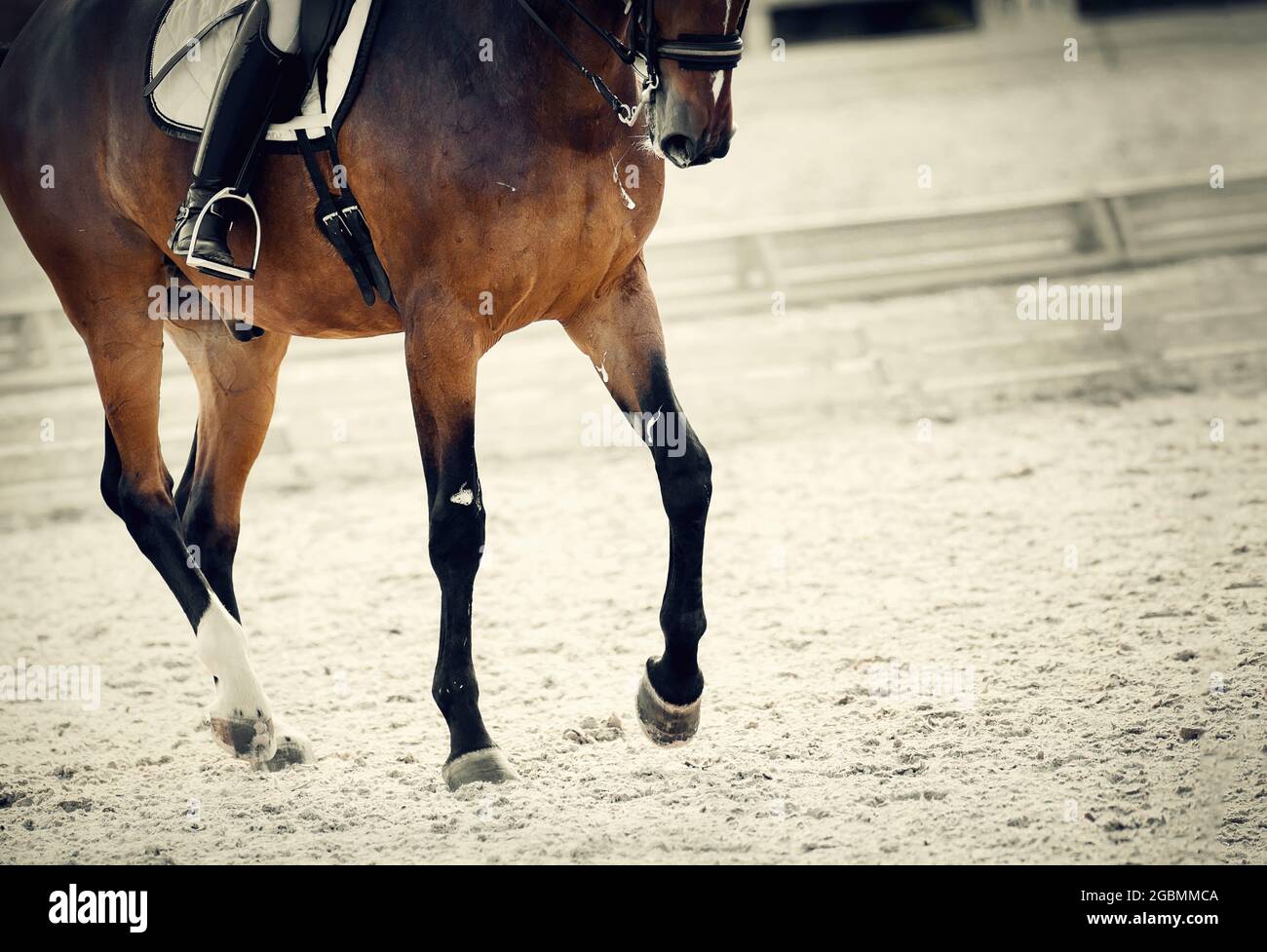 Equestrian sport. The leg of the rider in the stirrup, riding on a red ...