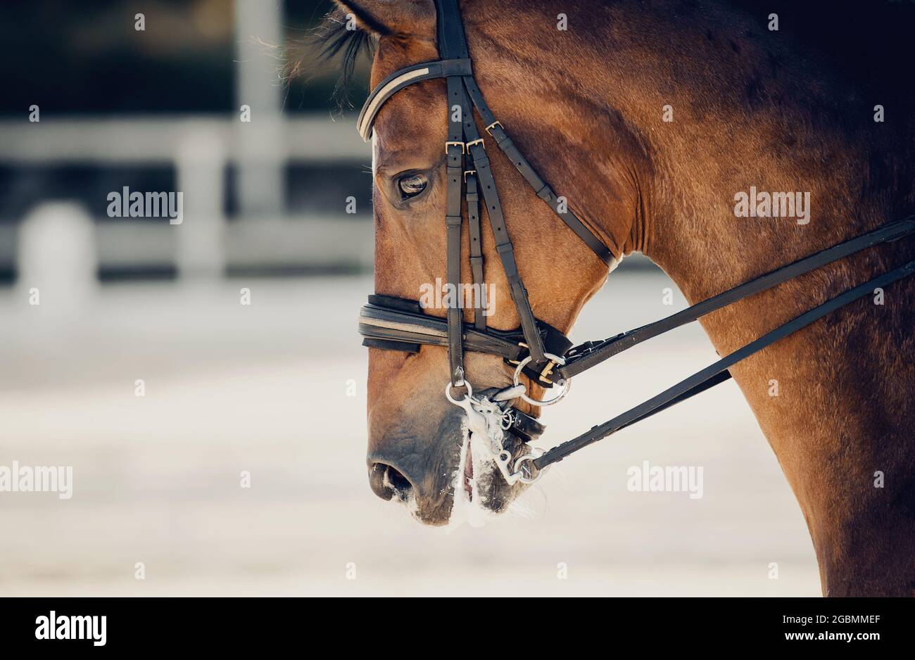 Portrait sports red stallion in the double bridle. Dressage of horses ...