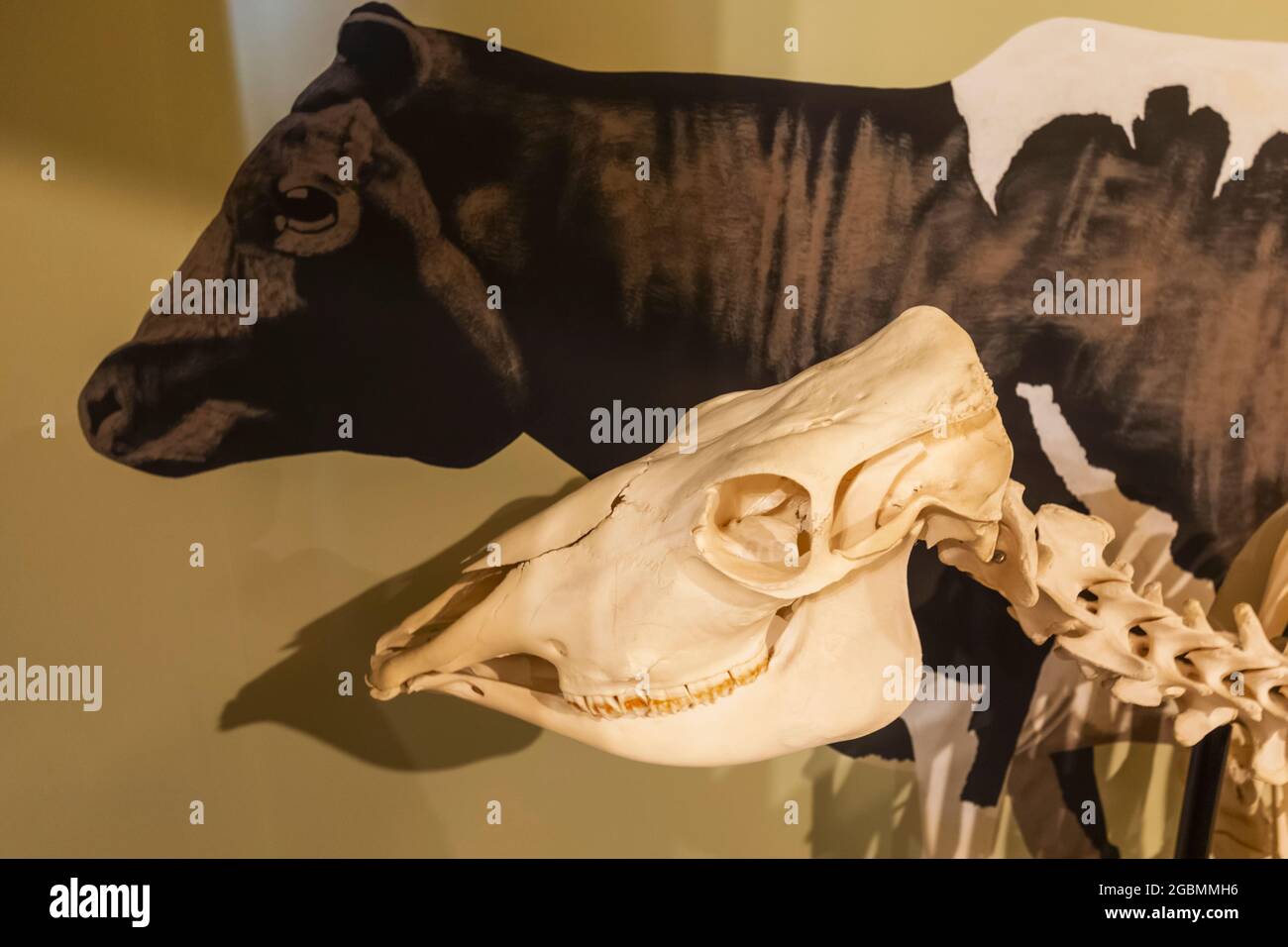 England, Hampshire, Andover, Andover Museum and Museum of the Iron Age ...