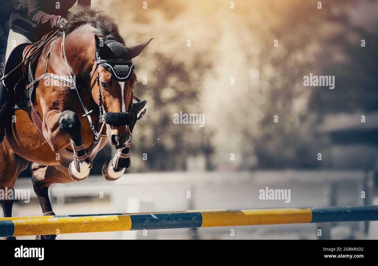 The bay horse overcomes an obstacle. Equestrian sport, jumping ...