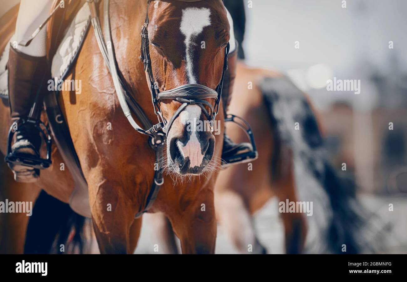 Equestrian sport. Portrait sports brown stallion in the bridle. The leg ...