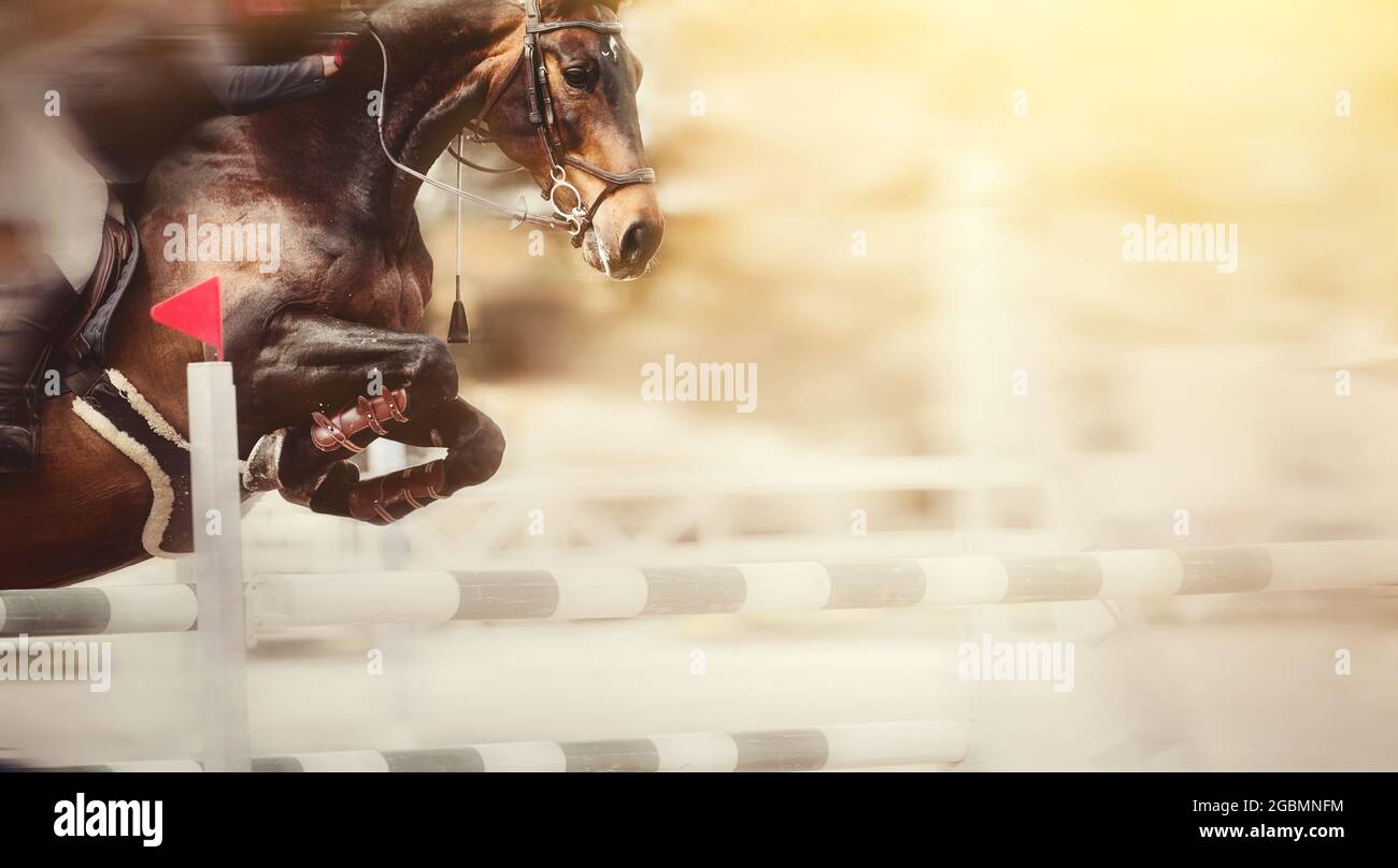 The bay horse overcomes an obstacle. Equestrian sport, jumping ...