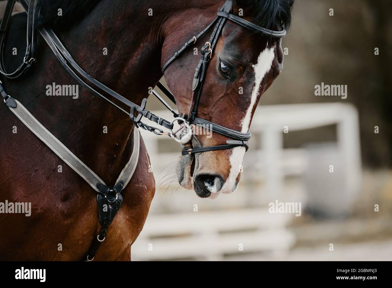 Equestrian sport. Portrait sports brown stallion in the bridle ...
