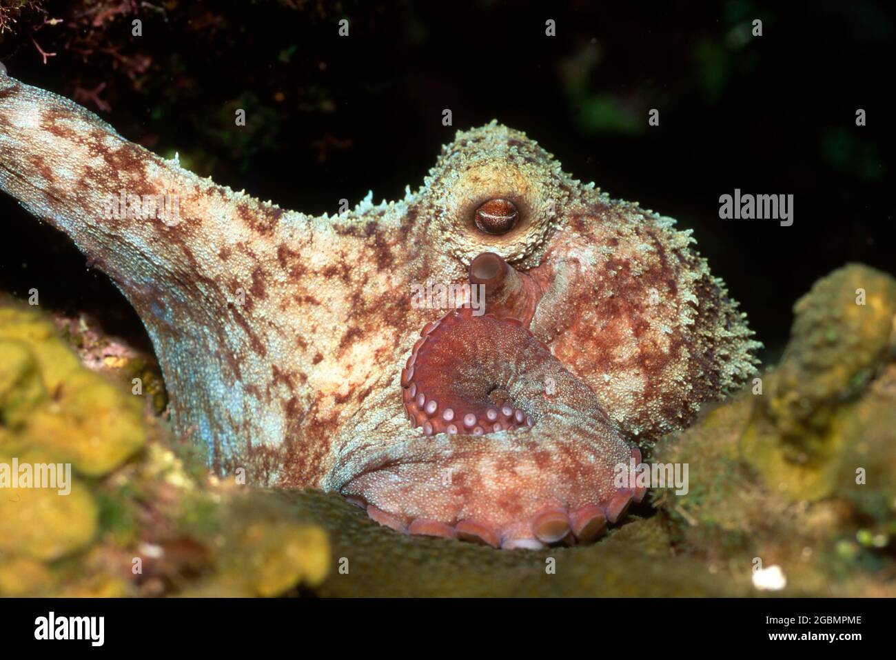 Octopus camouflage hi-res stock photography and images - Alamy