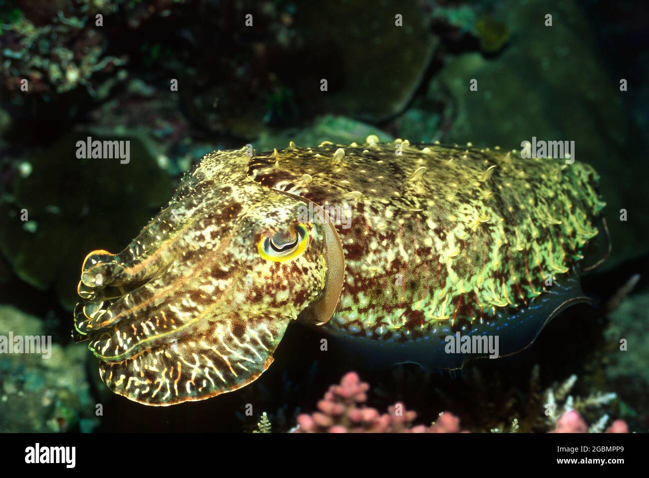 A highly camouflaged Cuttlefish swimming underwater Stock Photo - Alamy