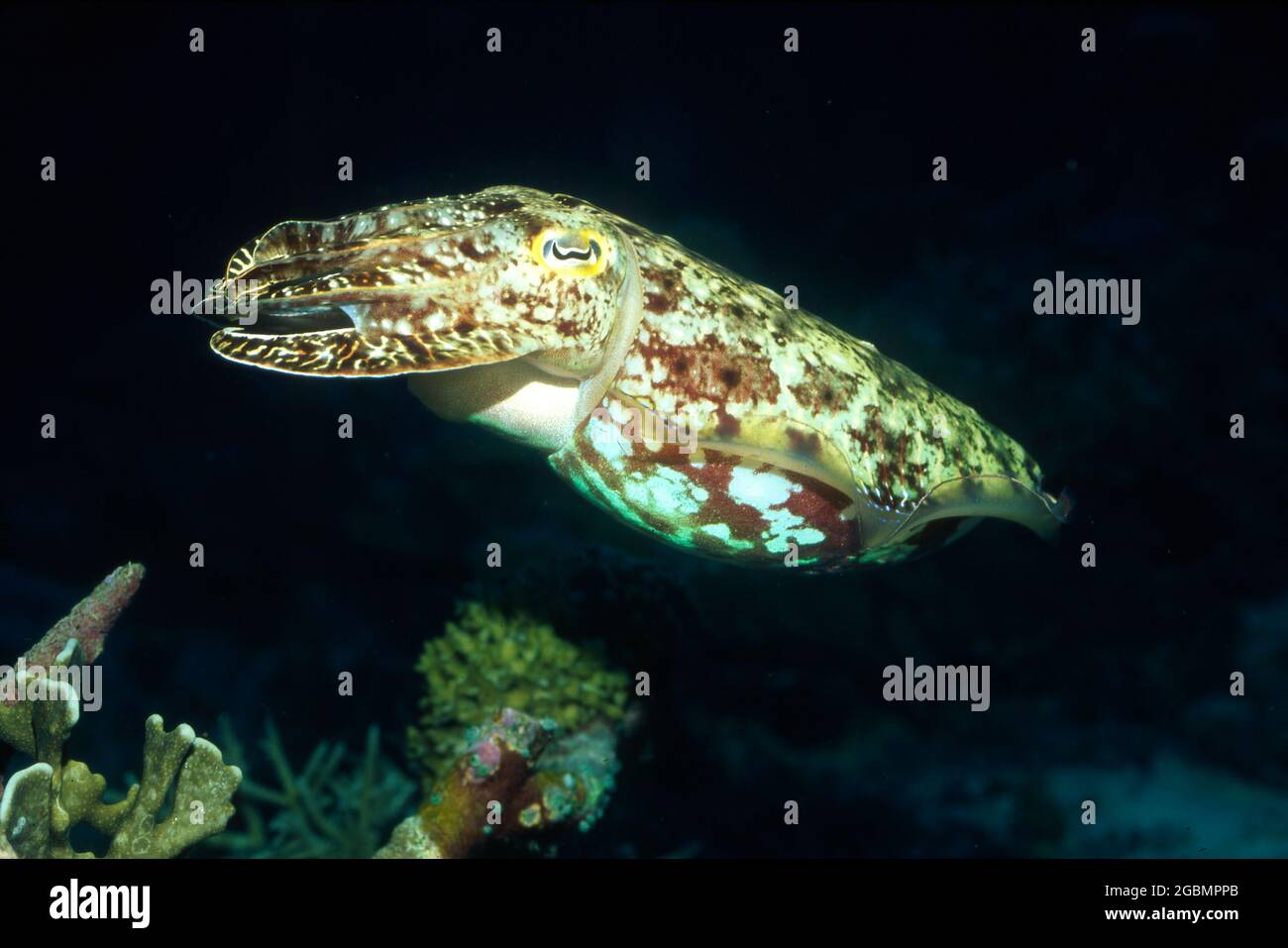 A highly camouflaged Cuttlefish swimming underwater Stock Photo - Alamy