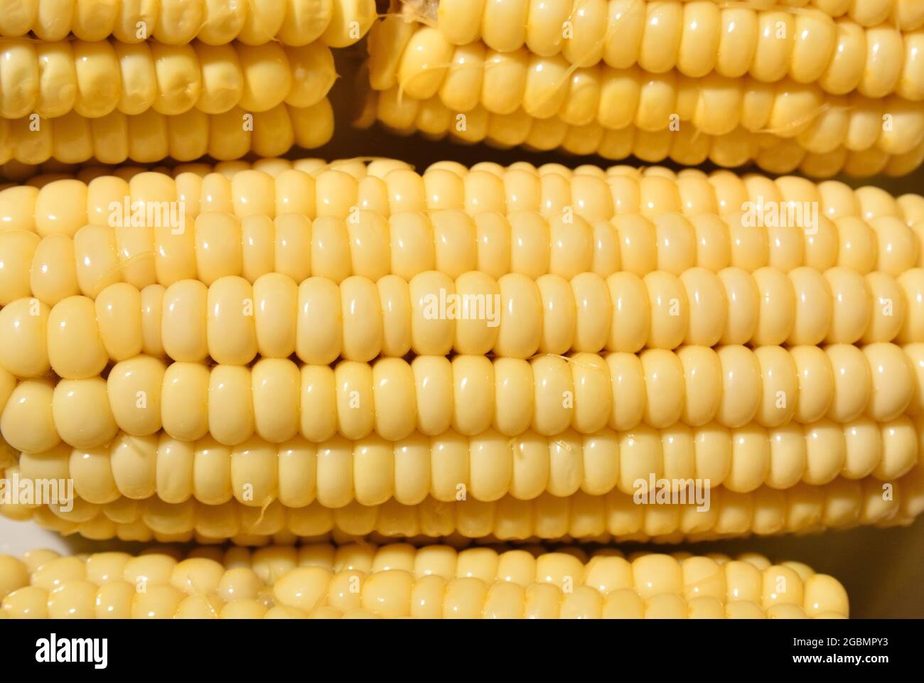 Corn Background Design