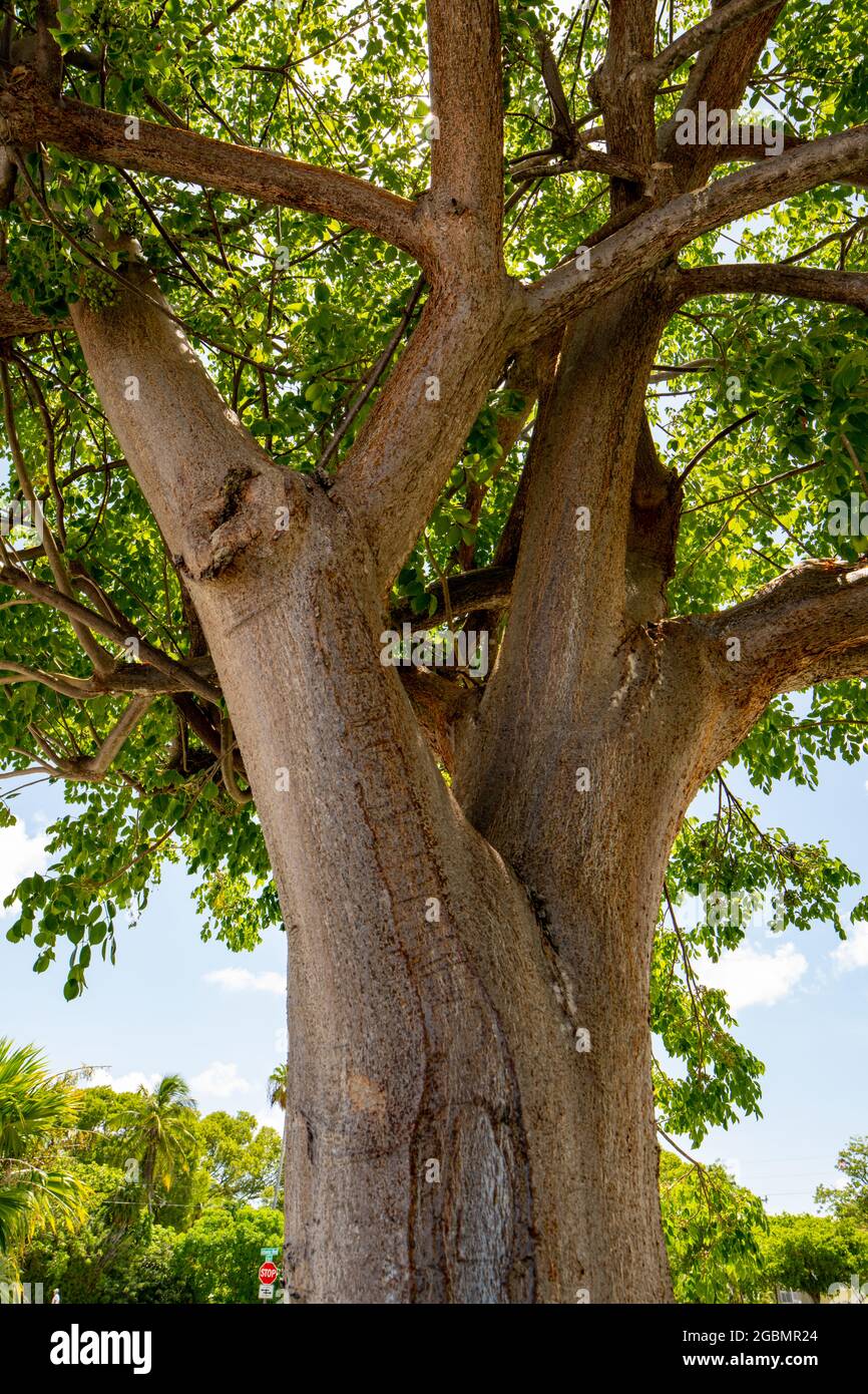 Gumbo limbo tree hi-res stock photography and images - Alamy