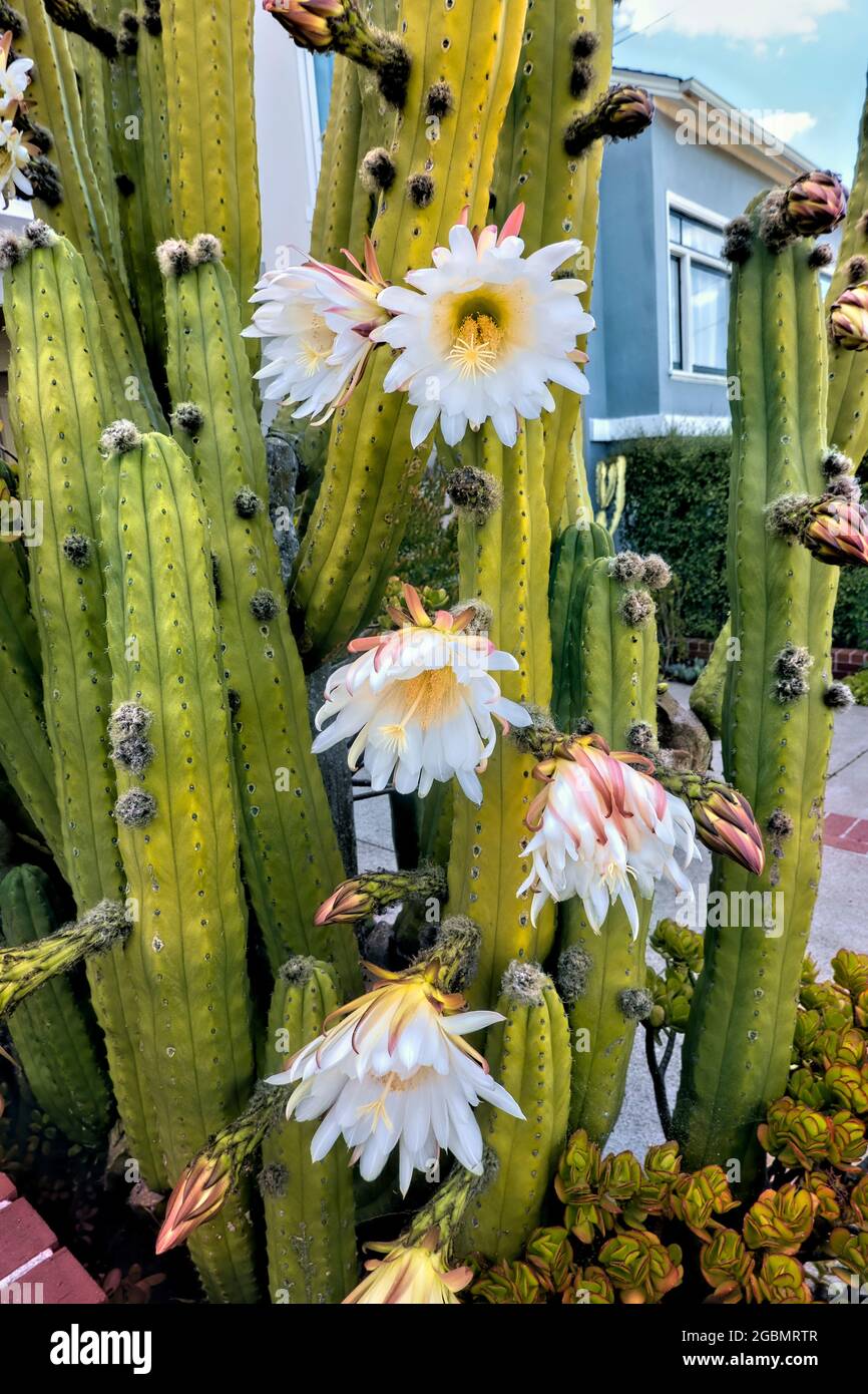 Night blooming cactus flowers hi-res stock photography and images - Alamy