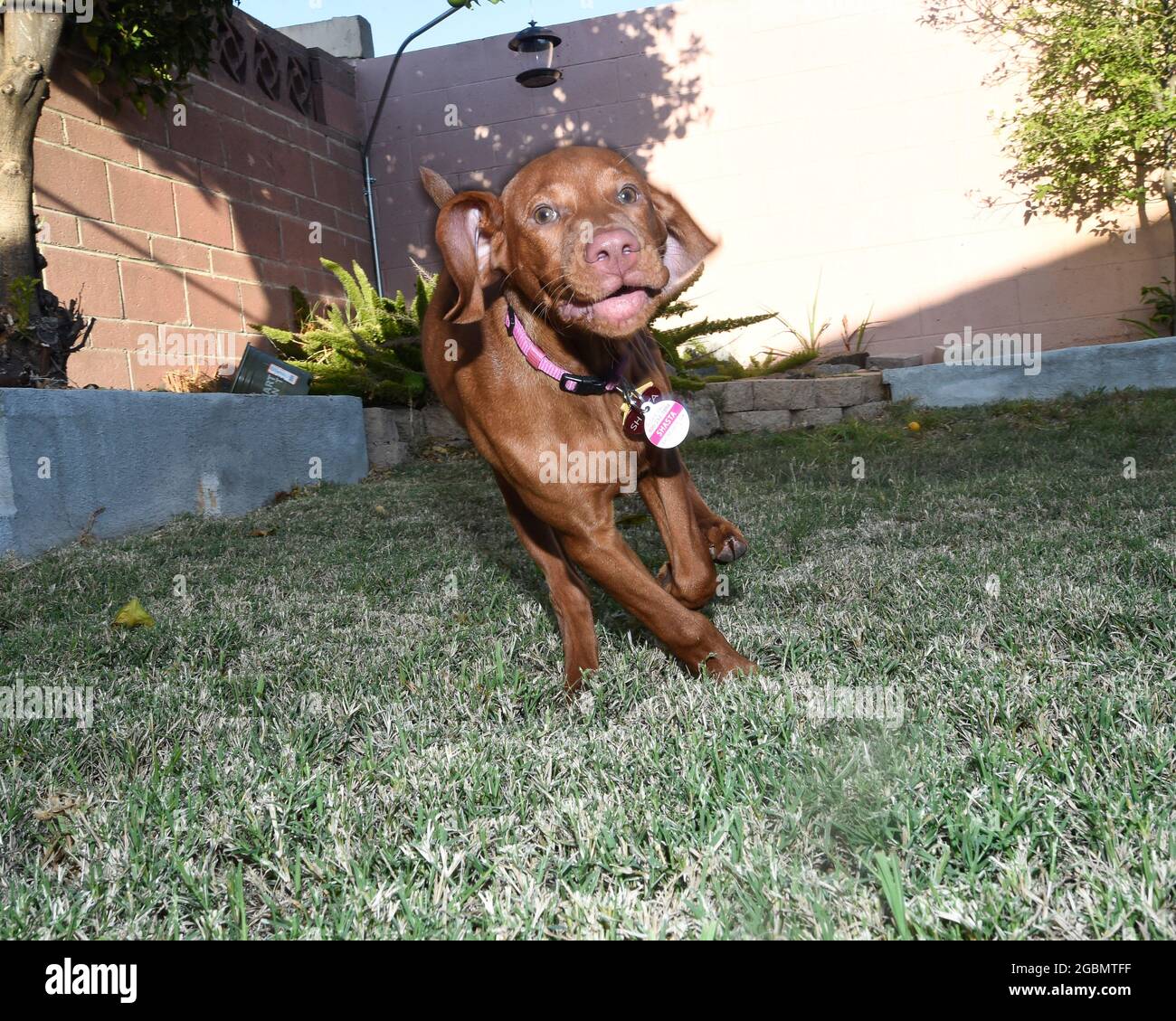 Female vizsla hi-res stock photography and images - Alamy