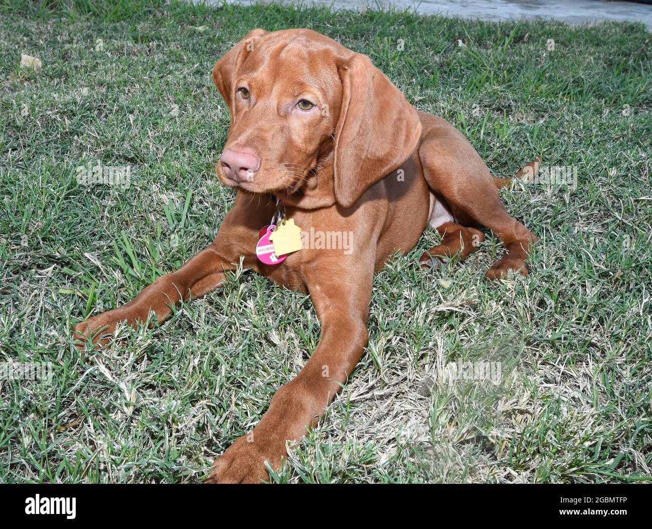Female vizsla hi-res stock photography and images - Alamy