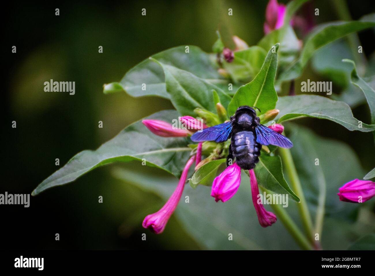 Black bumblebee on purple flowers Stock Photo - Alamy
