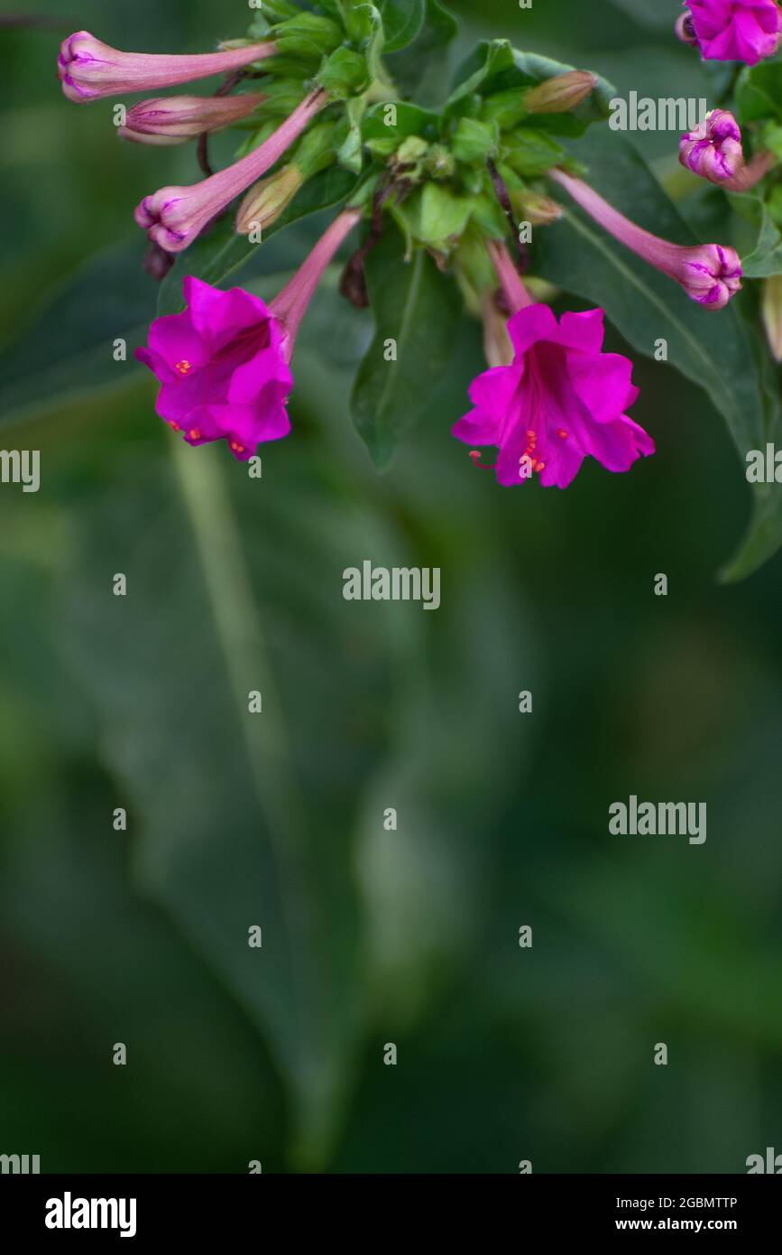 Four o clock flowers hi-res stock photography and images - Alamy