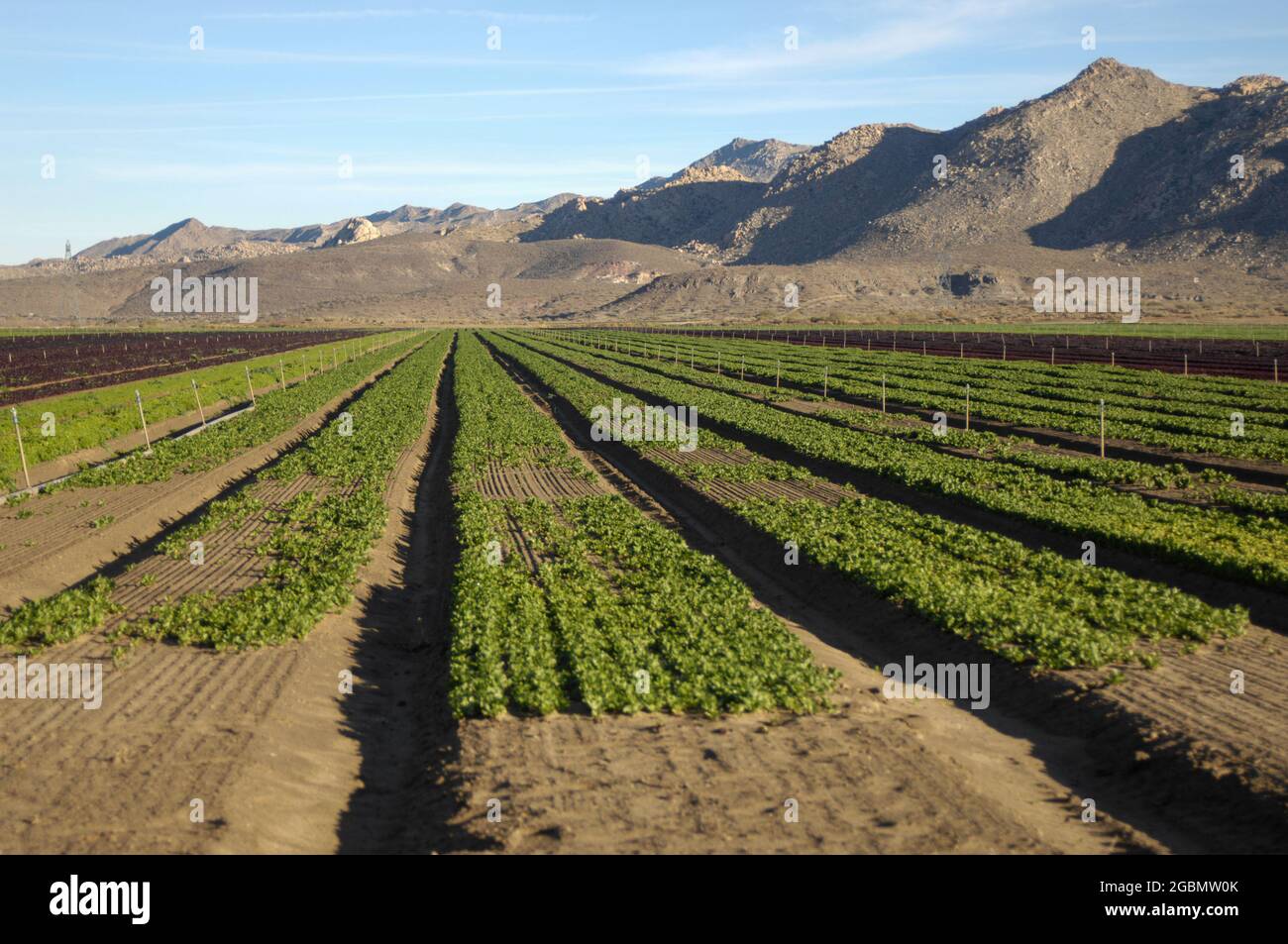 Farm Fields near Jacumba, California Stock Photo - Alamy