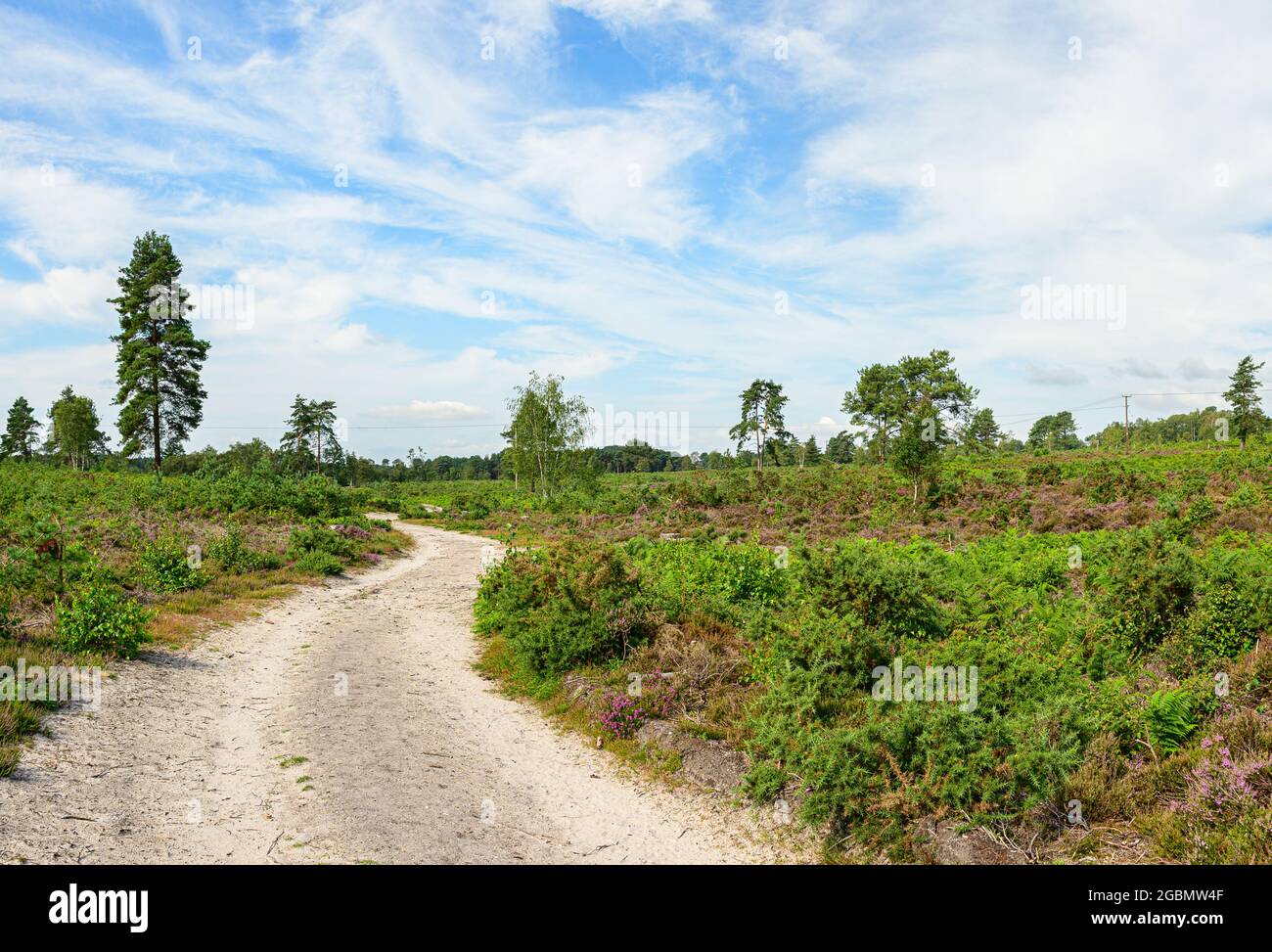 Sand trail running though Avon Heath Country Park with light cloud with ...