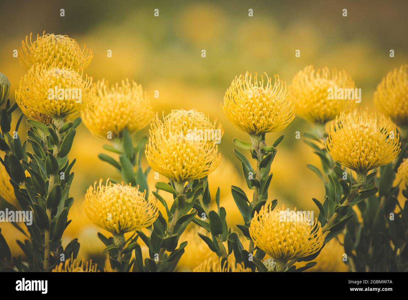 Selective focus shot of the exotic yellow flowers on a field captured ...