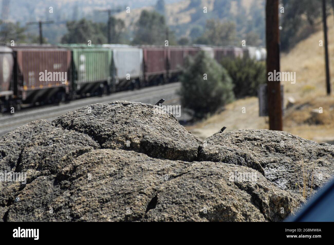 Rail lizards hi-res stock photography and images - Alamy