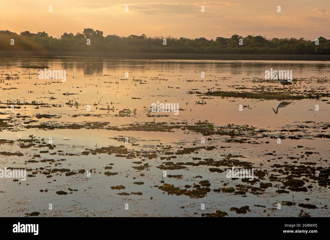 Jabiru kakadu hi-res stock photography and images - Alamy