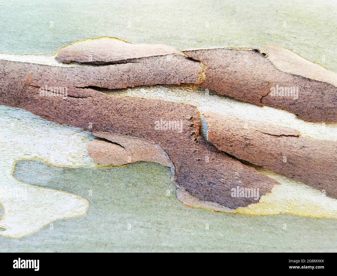 Closeup shot peeled tree hi-res stock photography and images - Alamy