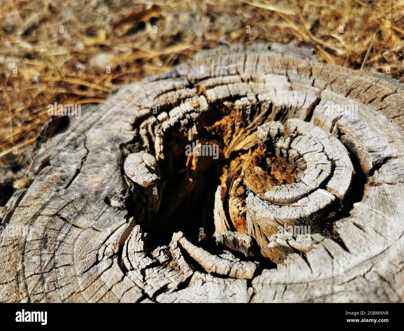 Closeup shot of a damaged and broken tree stump Stock Photo - Alamy