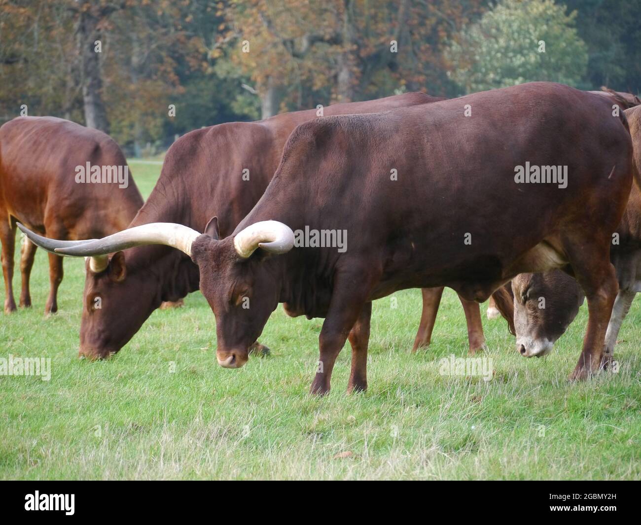 Shot of the world's largest bulls pasturing in the meadow Stock Photo ...