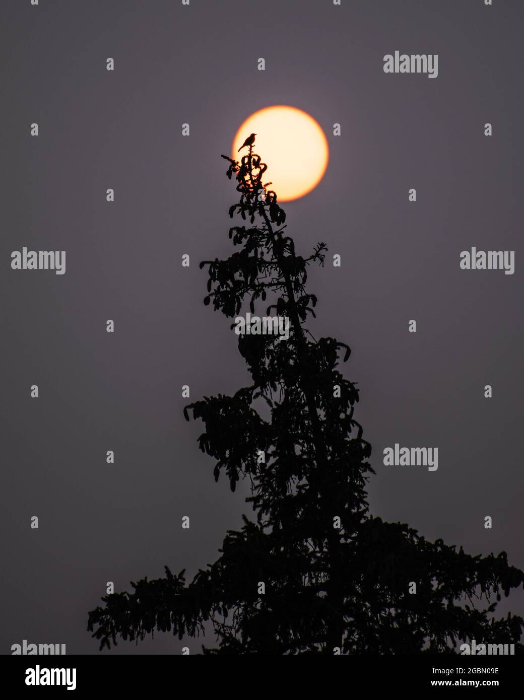 Vertical shot of the full moon behind a high tree top branch Stock ...