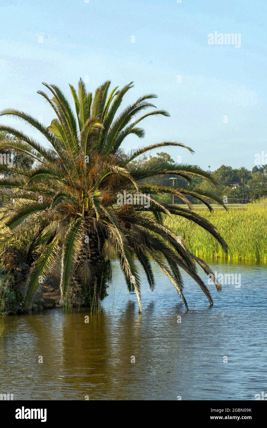 Natural view of a palm tree on the riverside under a clear sky Stock ...