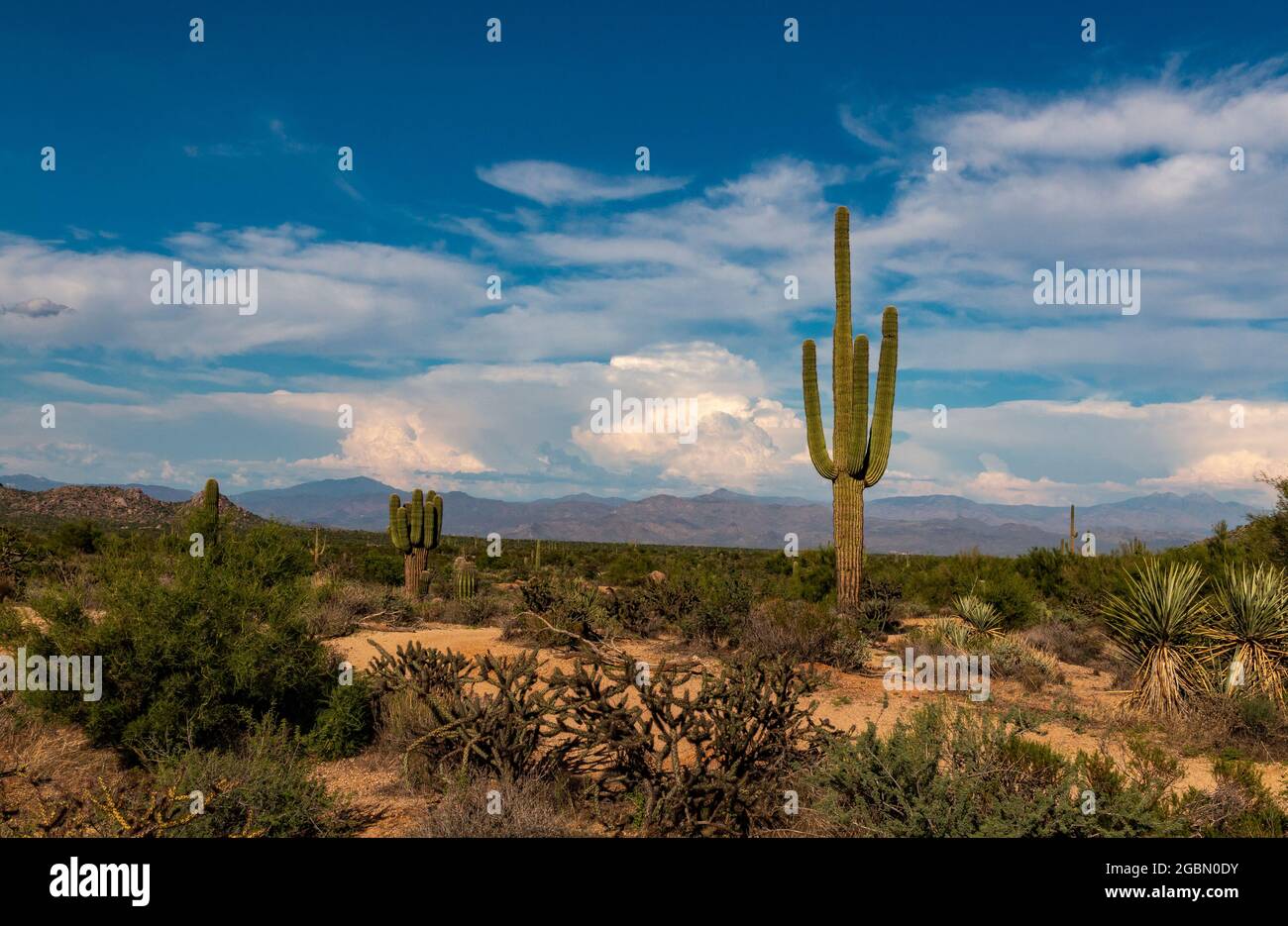 Summer desert landscape scene in desert preserve in North Scottsdale ...
