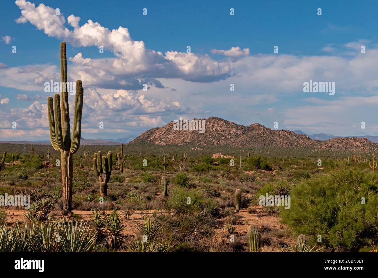 Summer desert landscape scene in desert preserve in North Scottsdale ...