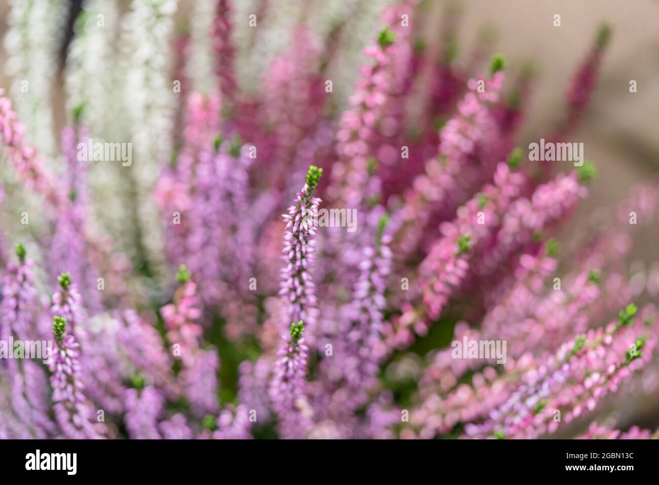 Closeup shot of pink Heather flowers on a blurred background Stock ...