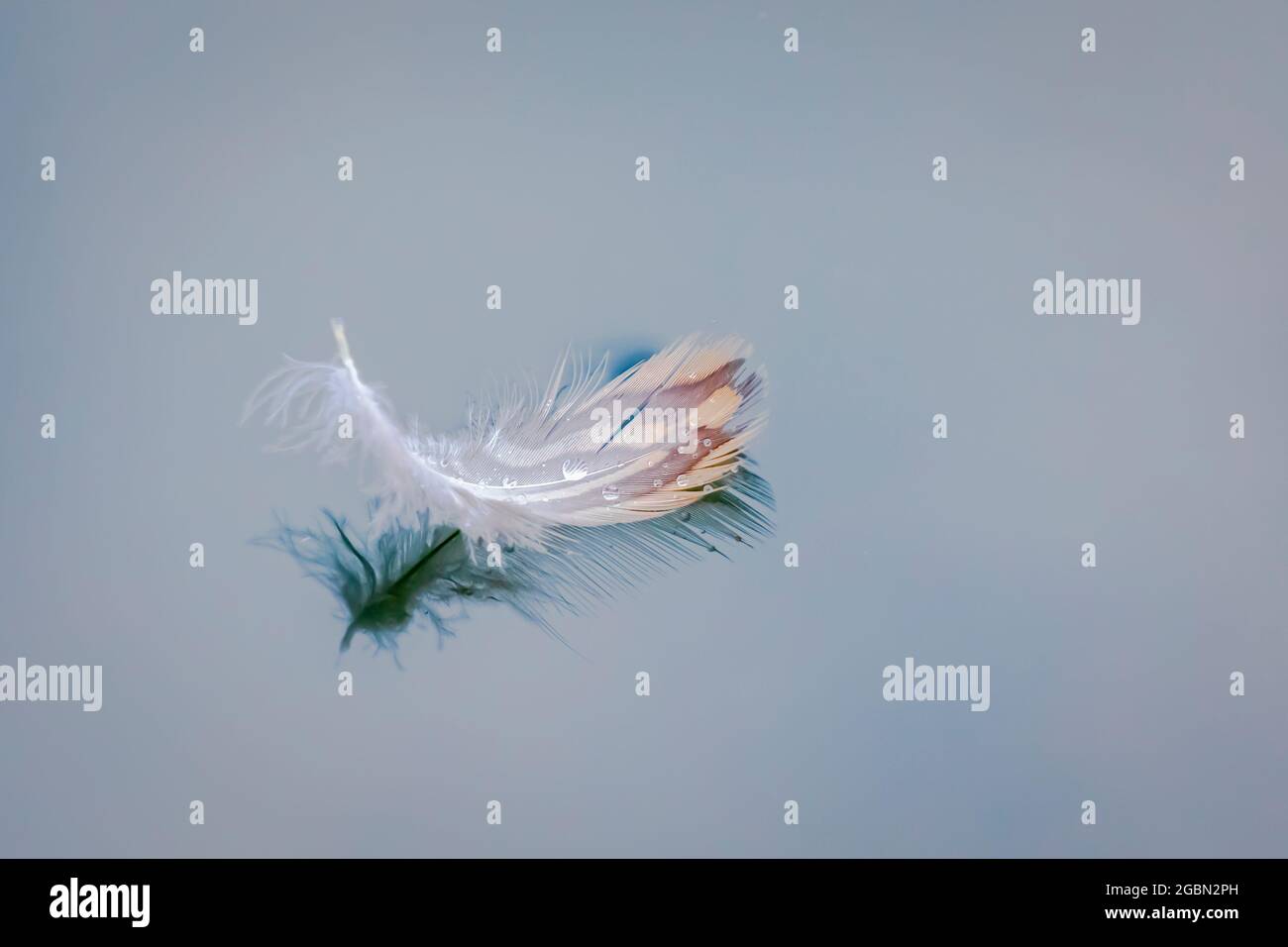 floating feather on calm water Stock Photo - Alamy