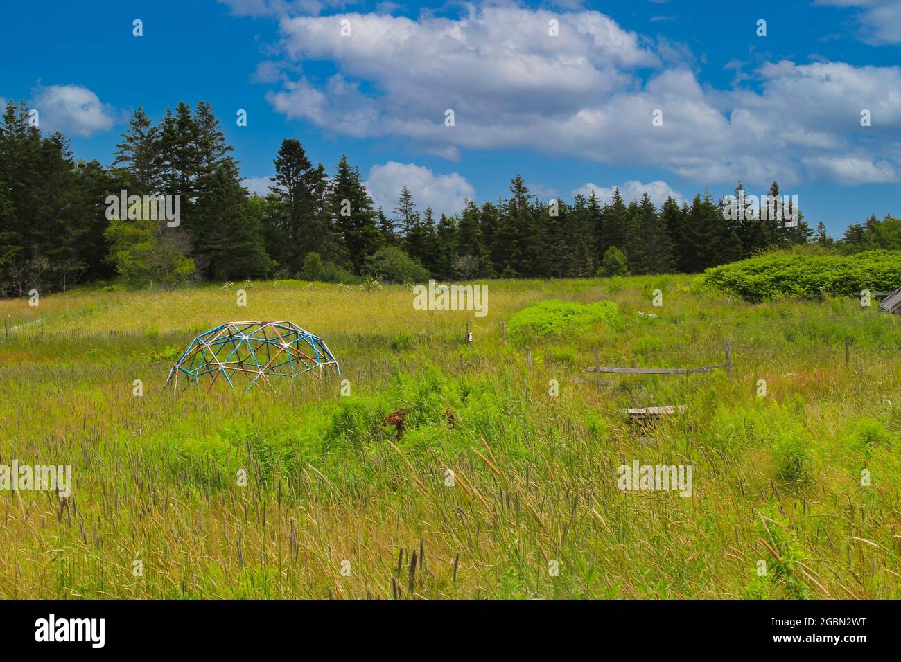 Overgrown green wild grass taking over a playground in a field in rural ...