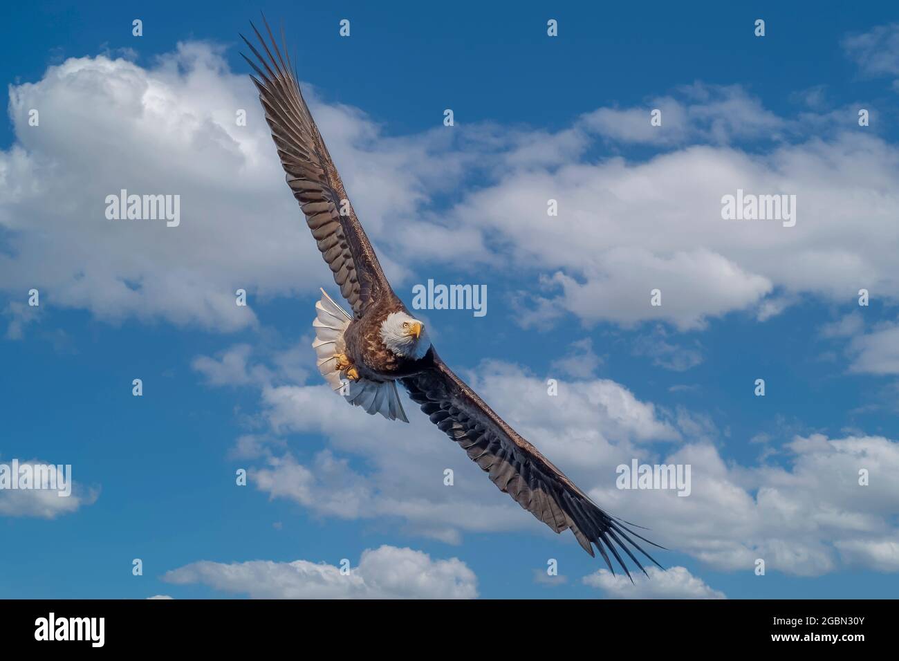 Bald eagle in flight with intense eyes Stock Photo - Alamy