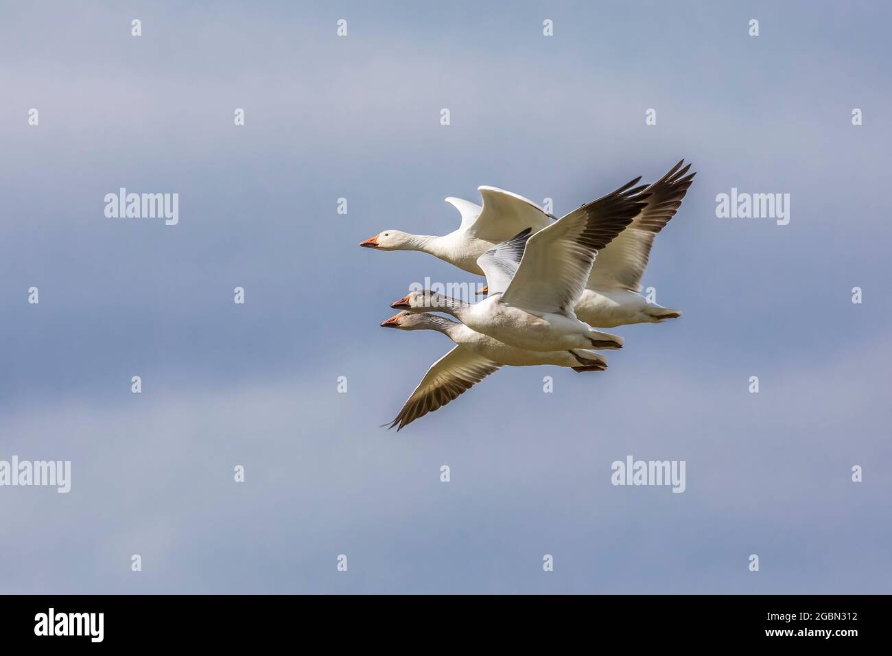 Formation wingspan hi-res stock photography and images - Alamy