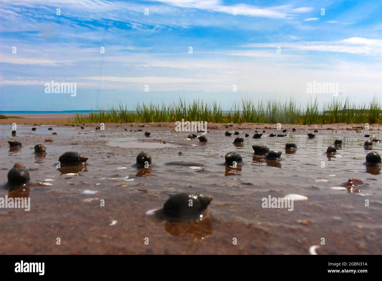 Black Mollusk shells on a sandy beach in the Bay of Fundy in New ...